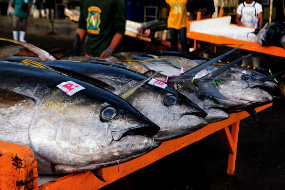 adult-yellowfin-tuna-ready-for-grading-and-shipment-to-international ...