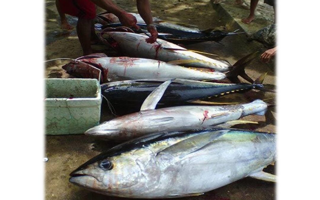 WWF final report latest revision feb 25 Tuna in LG.docx 1-a - WWF ...