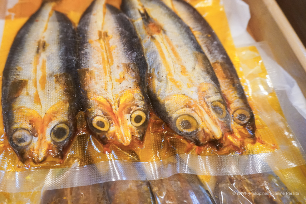 Close up of Flying Fish - WWF-Philippines' Sustainable Tuna